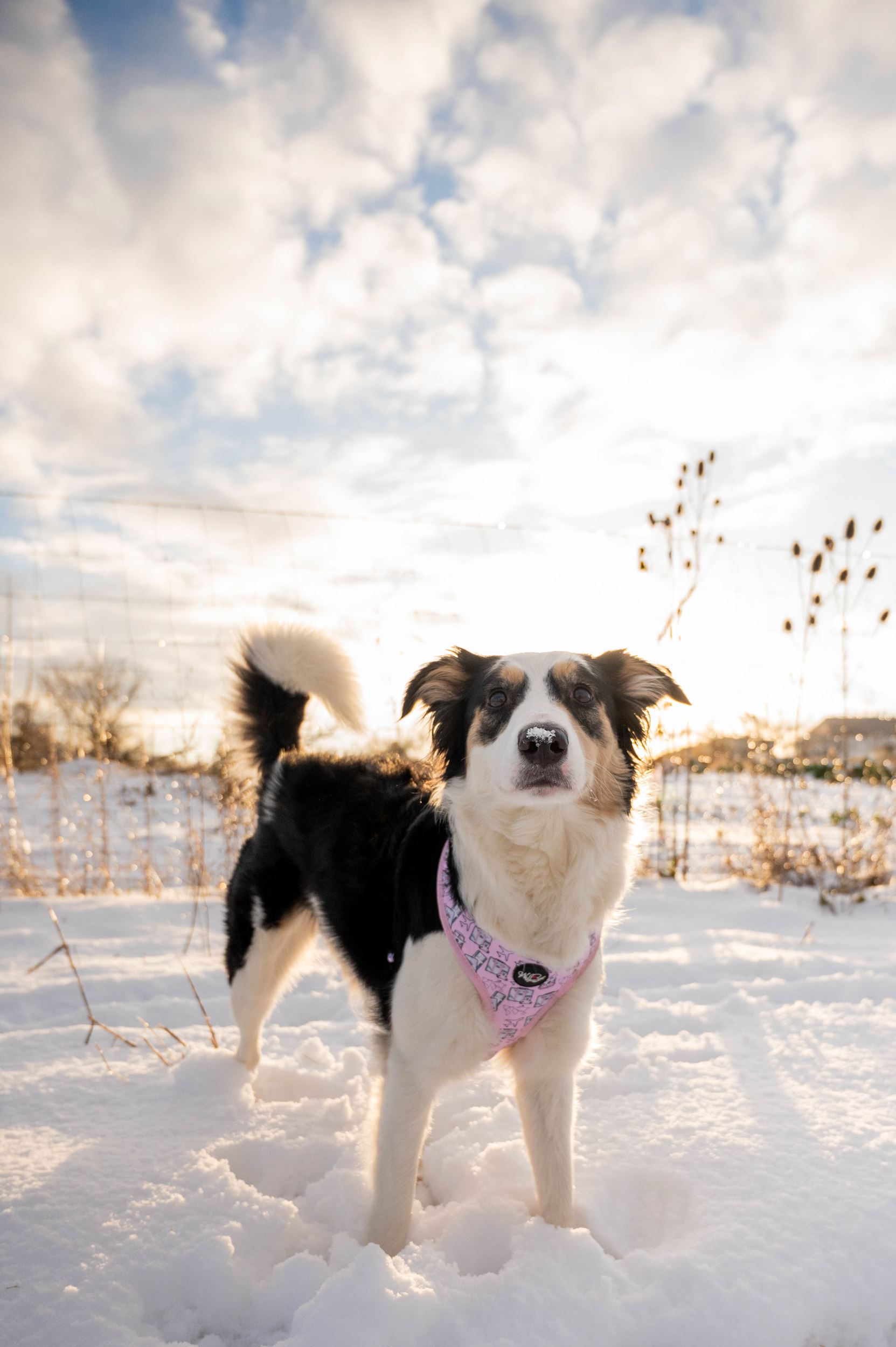 Poo loops - Accessories ˅ - Products - Wellywoof and co