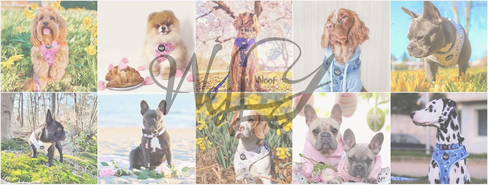 Poo loops - Accessories ˅ - Products - Wellywoof and co